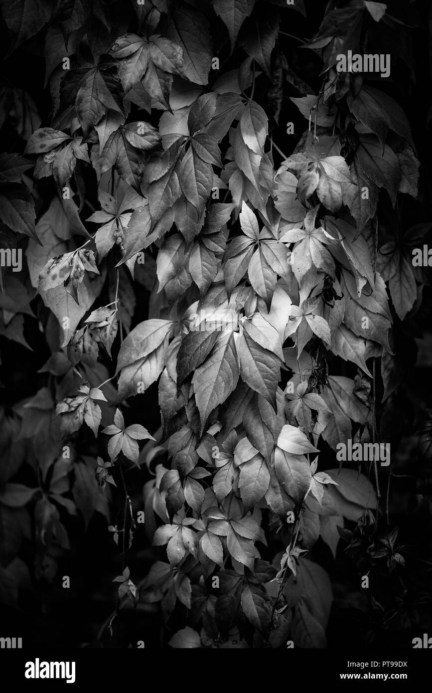 Tree trunk yellow leaves Black and White Stock Photos & Images - Alamy