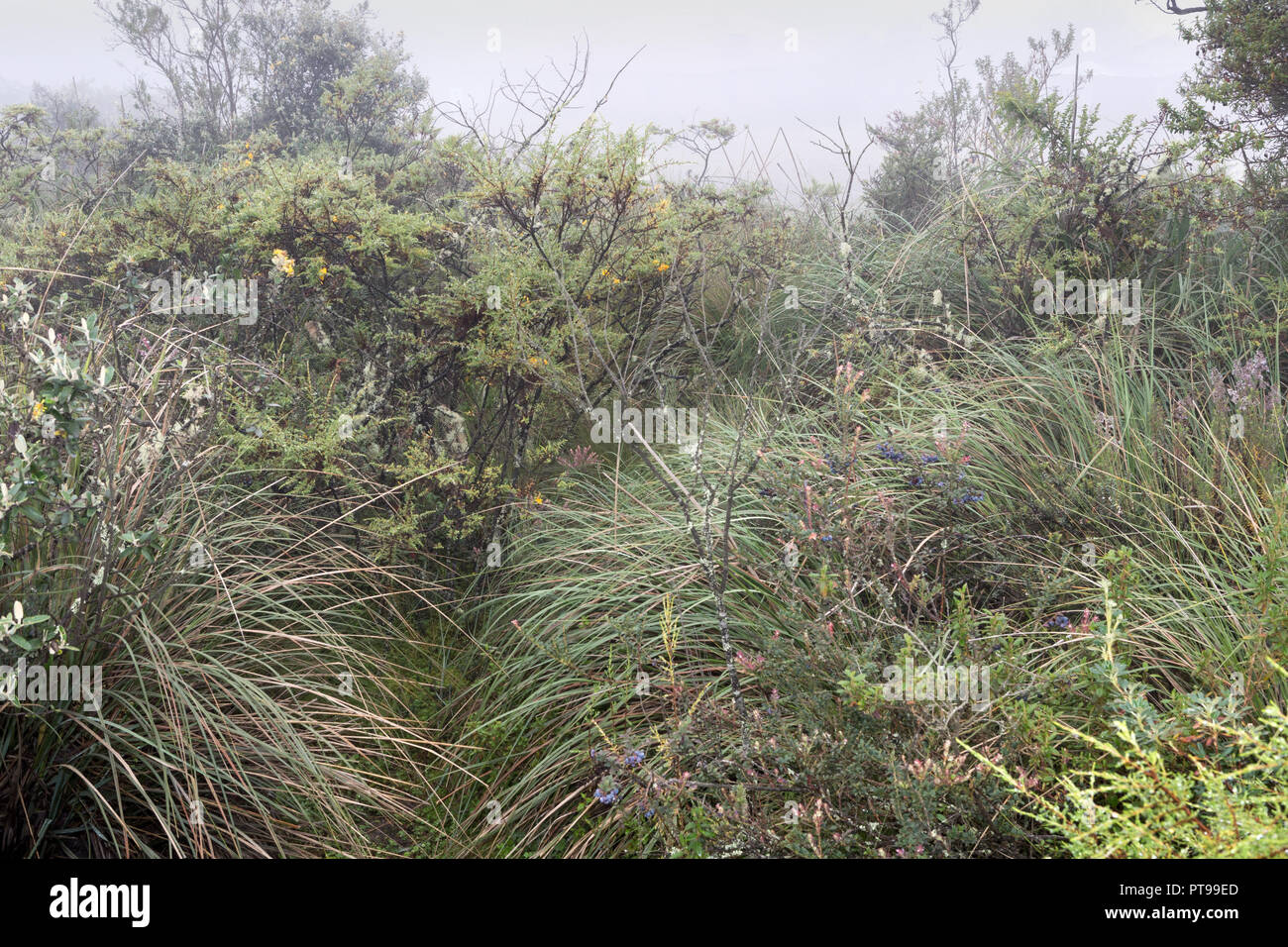 Flora of Cotopaxi volcano National Park Ecuador Stock Photo - Alamy