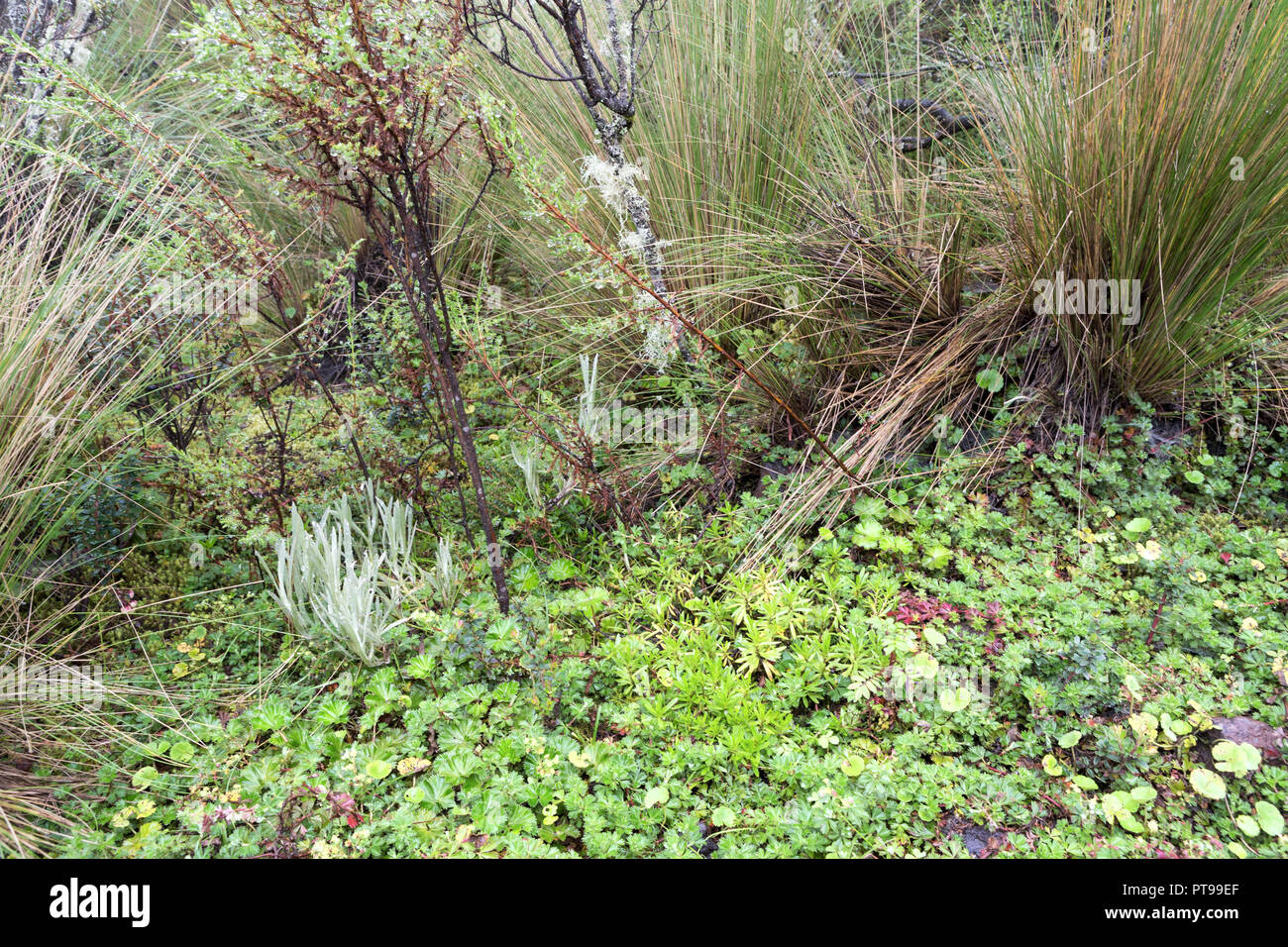 Flora of Cotopaxi volcano National Park Ecuador Stock Photo - Alamy