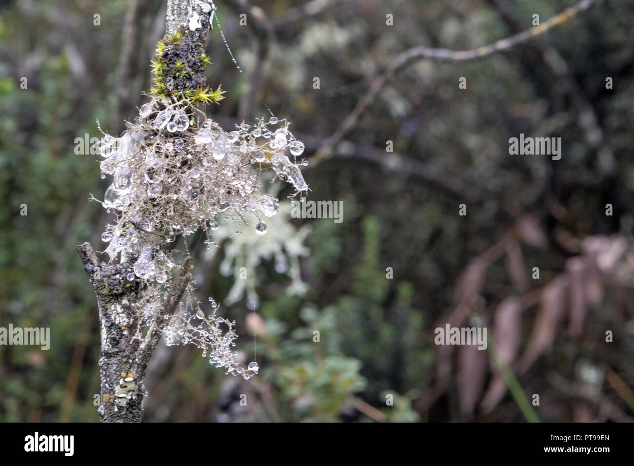 Flora of Cotopaxi volcano National Park Ecuador Stock Photo - Alamy