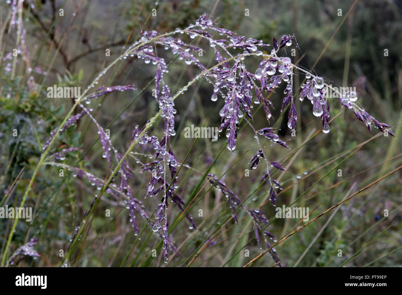Flora of Cotopaxi volcano National Park Ecuador Stock Photo - Alamy