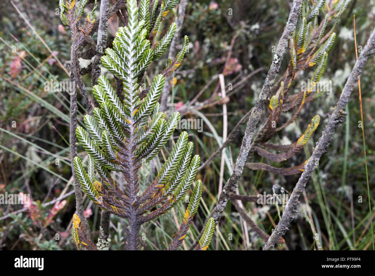 Flora of Cotopaxi volcano National Park Ecuador Stock Photo - Alamy