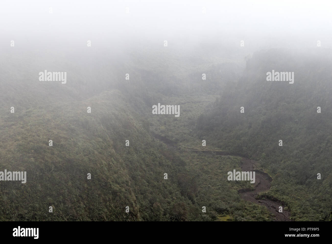 Flora of Cotopaxi volcano National Park Ecuador Stock Photo - Alamy