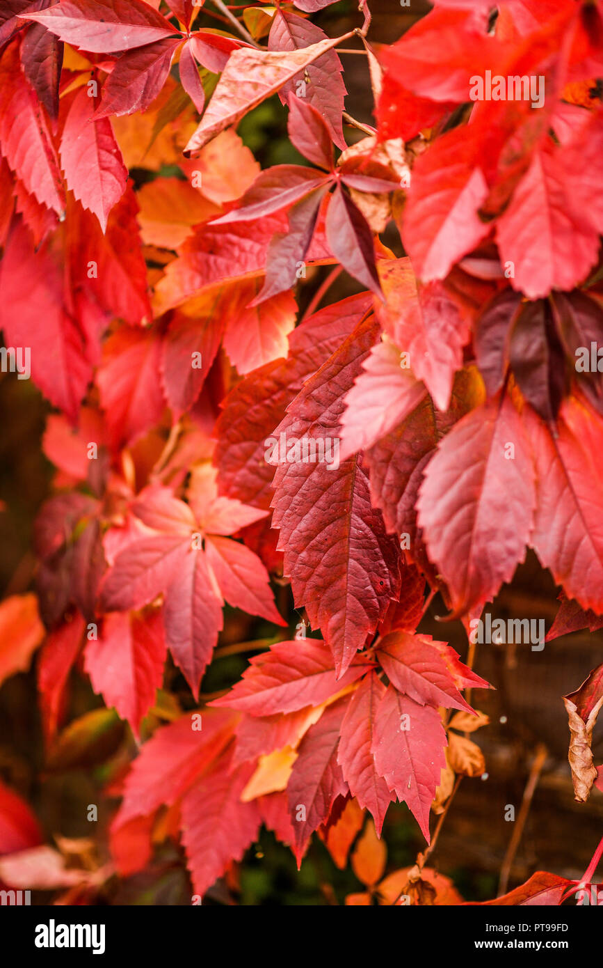 Autumn Leaves, Red and Yellow Stock Photo - Alamy
