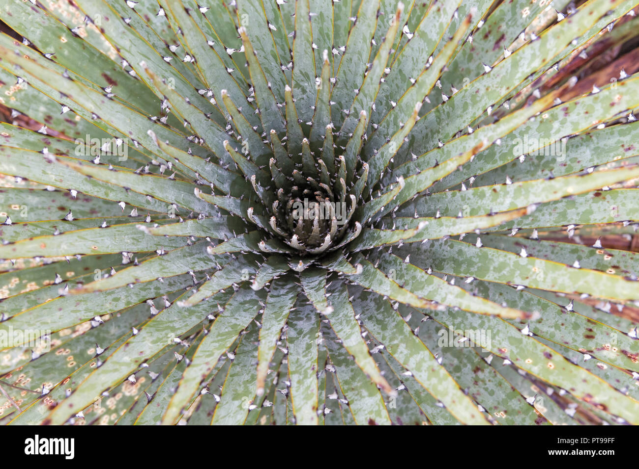 Flora of Cotopaxi volcano National Park Ecuador Stock Photo - Alamy