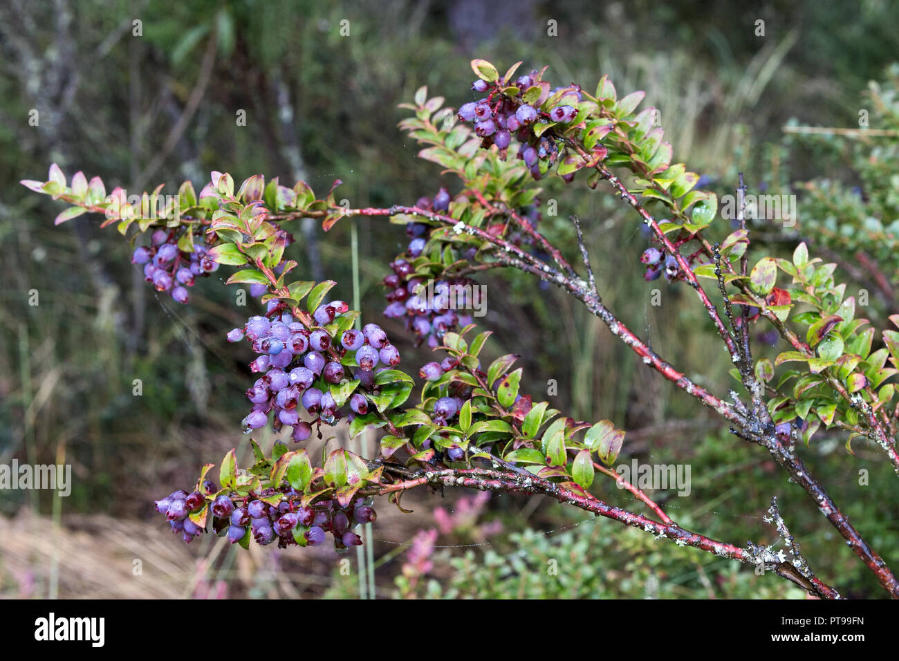 Flora of Cotopaxi volcano National Park Ecuador Stock Photo - Alamy