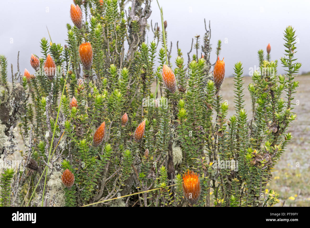 Flora of Cotopaxi volcano National Park Ecuador Stock Photo - Alamy