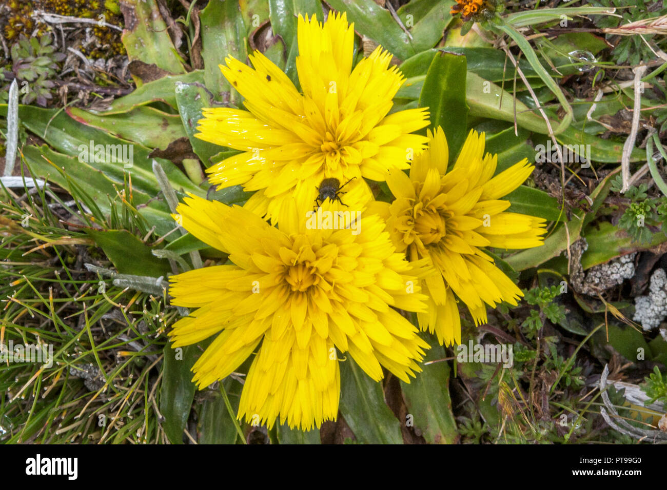 Flora of Cotopaxi volcano National Park Ecuador Stock Photo - Alamy
