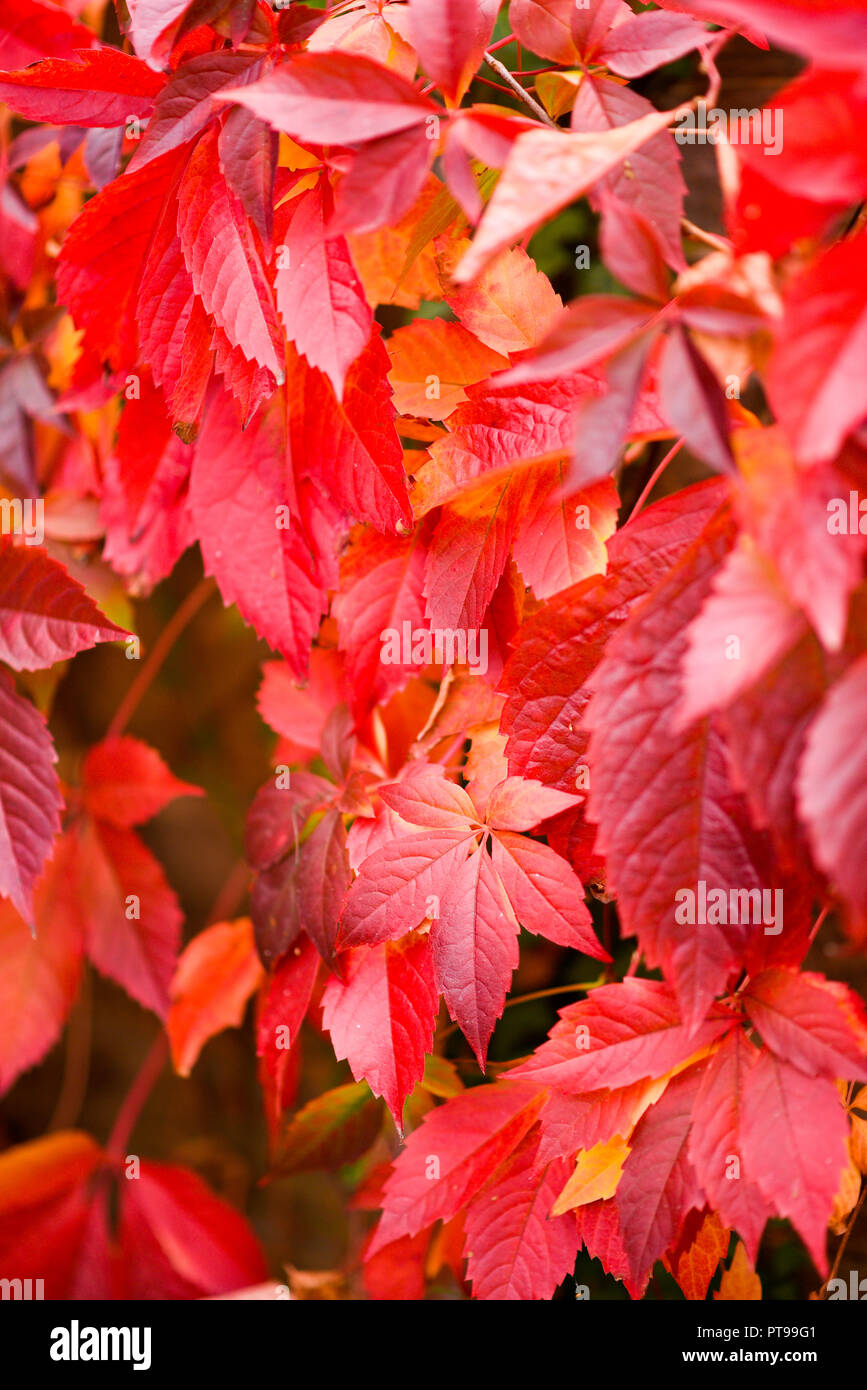 Autumn Leaves, Red and Yellow Stock Photo - Alamy