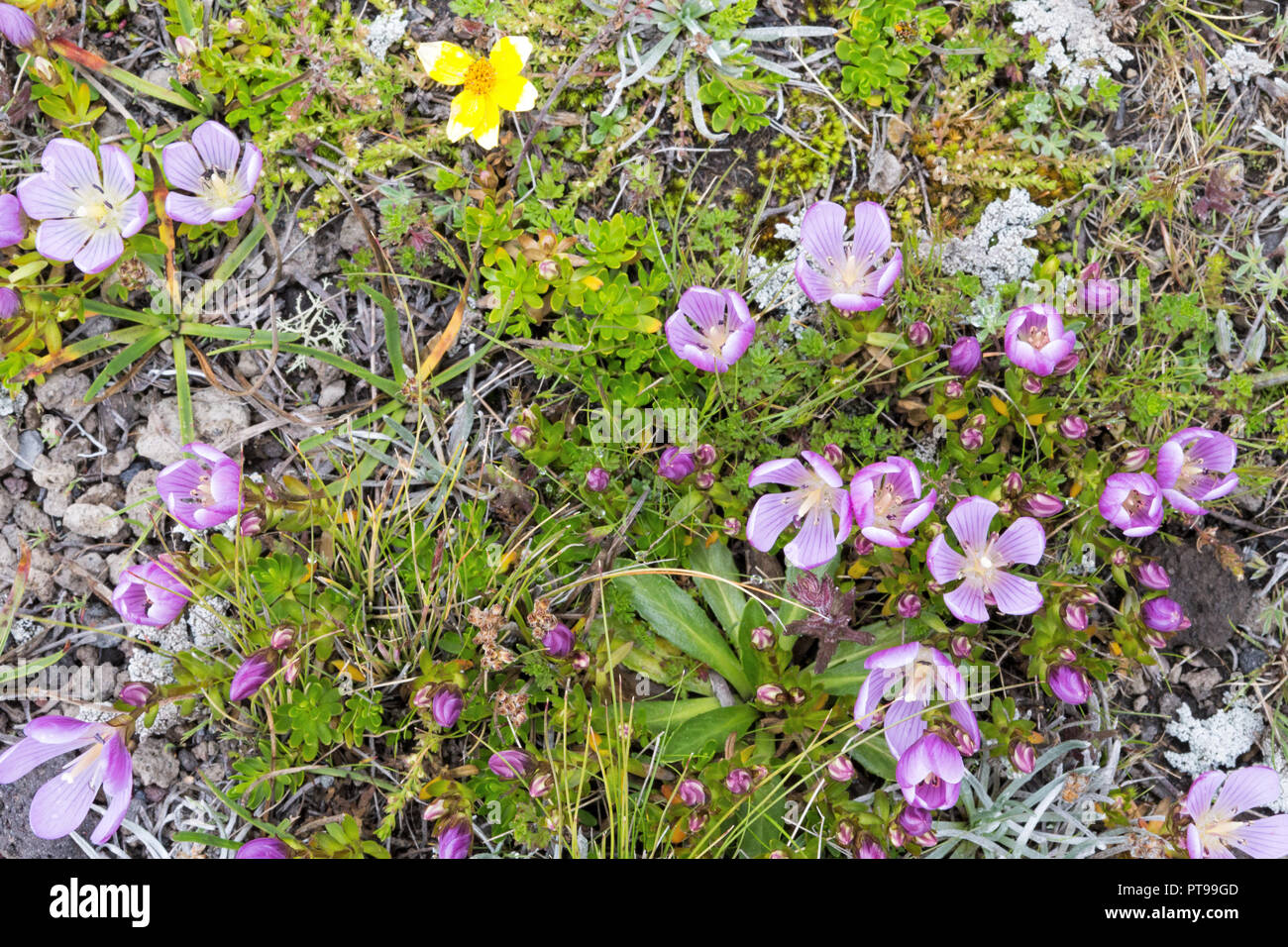 Flora of Cotopaxi volcano National Park Ecuador -gentian Stock Photo ...