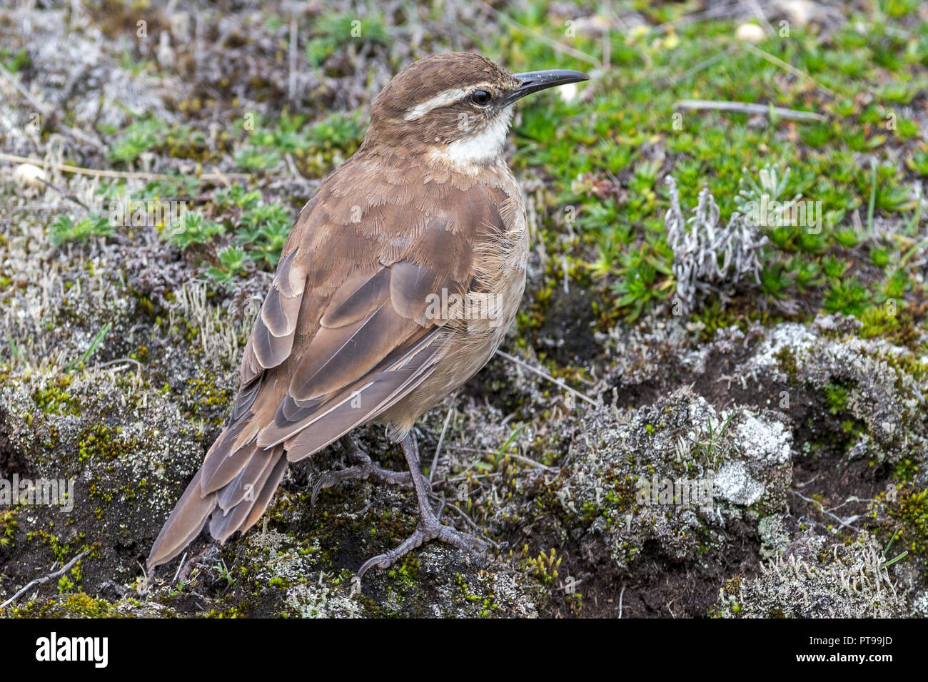 Chestnut-winged Cinclodes, Cinclodes albidiventris, Cotopaxi Volcano National Park, Ecuador ...