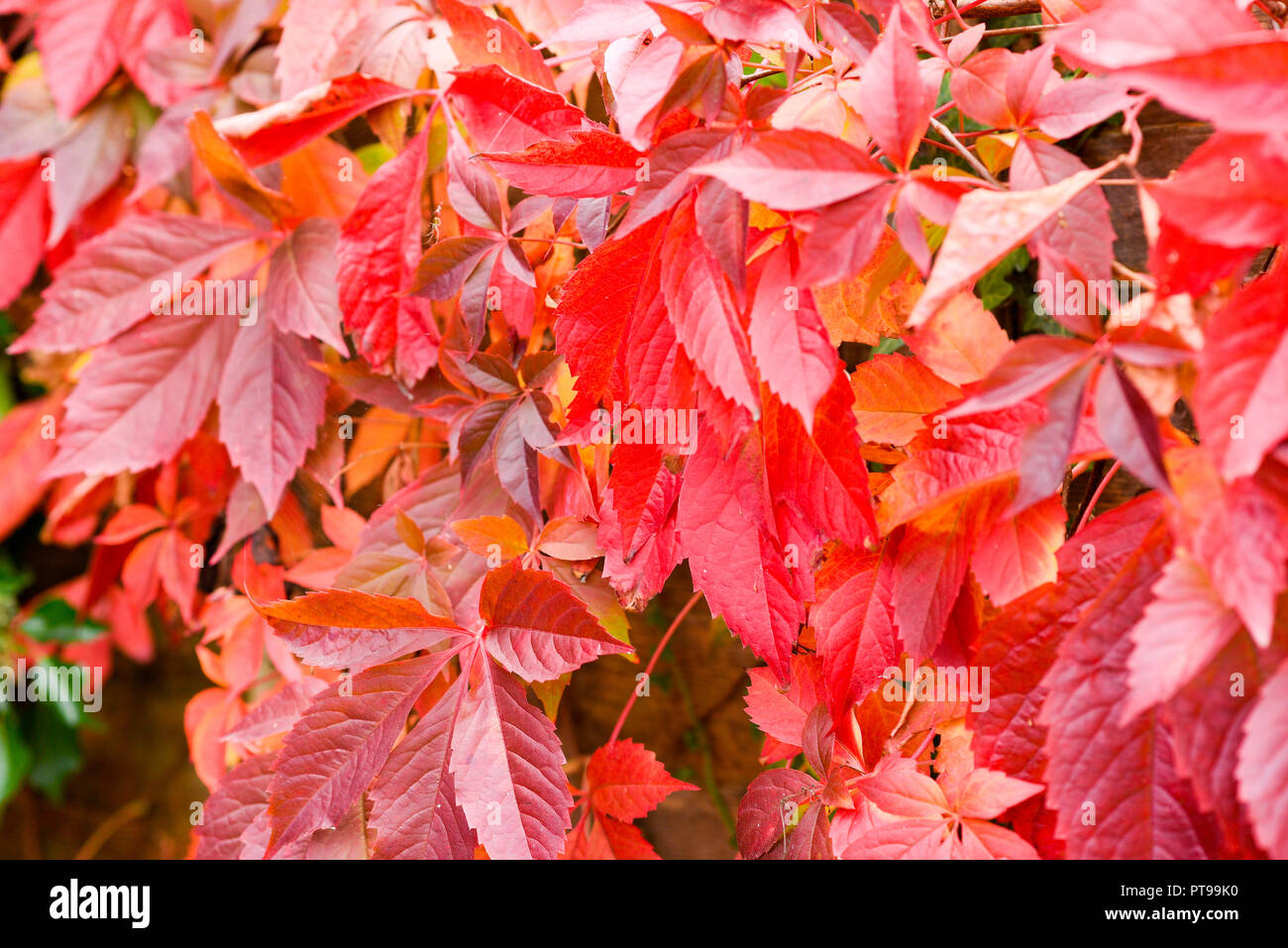 Autumn Leaves, Red and Yellow Stock Photo - Alamy
