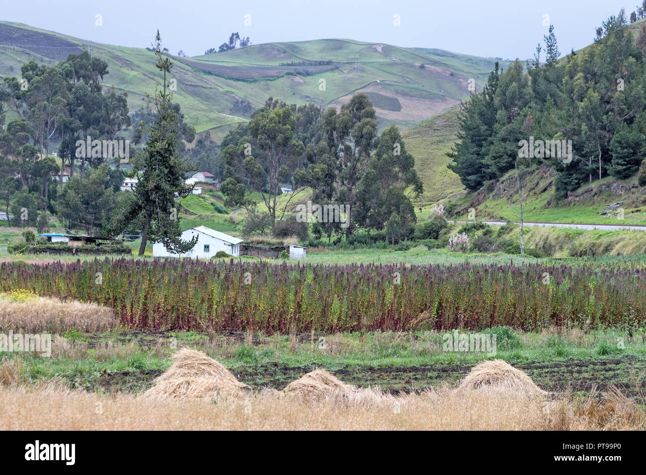 Quinoa crop hi-res stock photography and images - Alamy