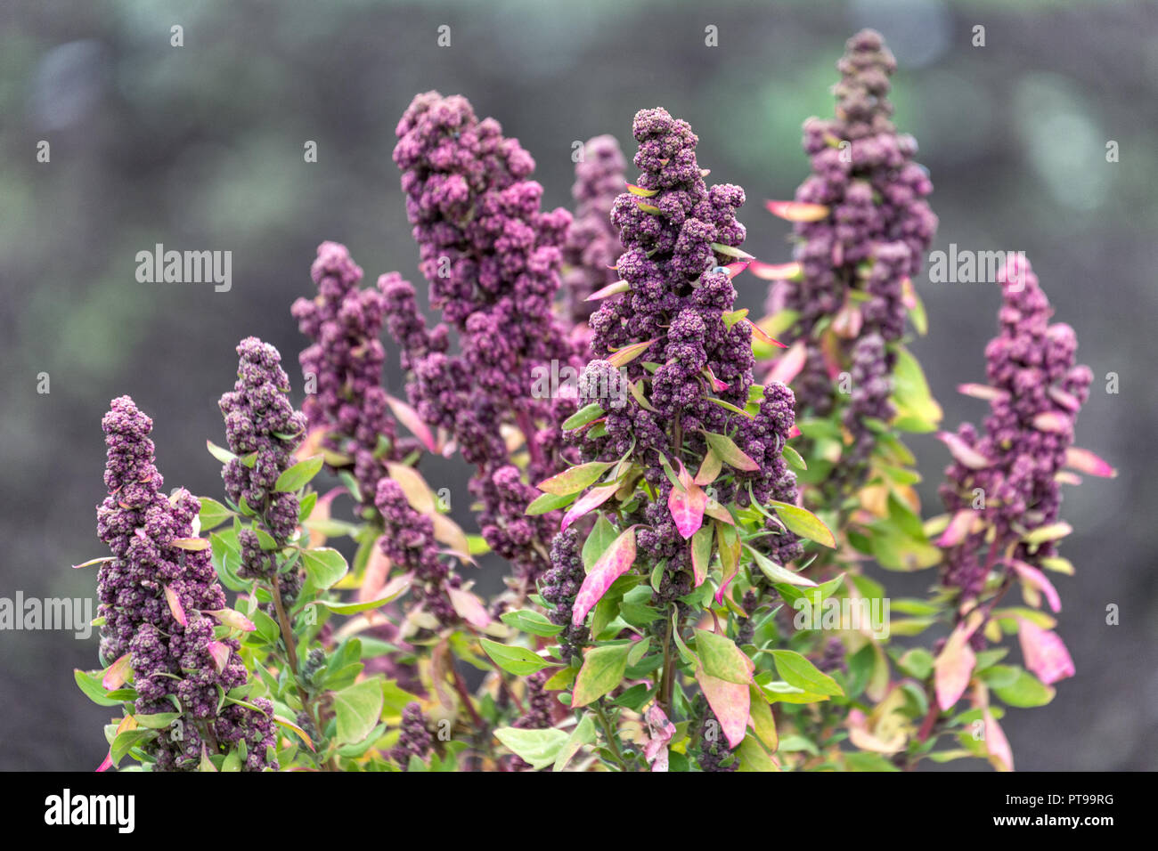 Quinoa crop hi-res stock photography and images - Alamy