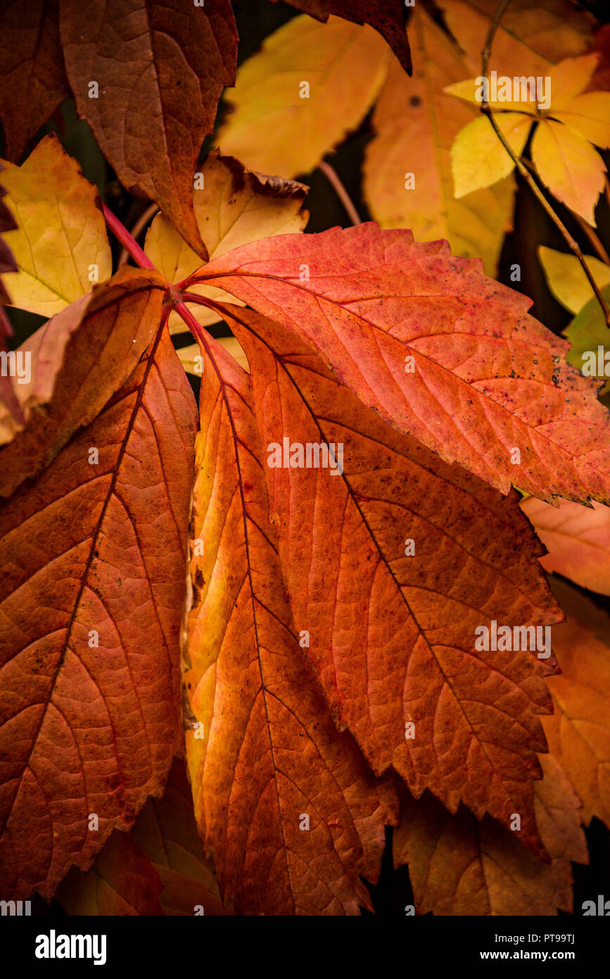 Autumn Leaves, Red and Yellow Stock Photo - Alamy