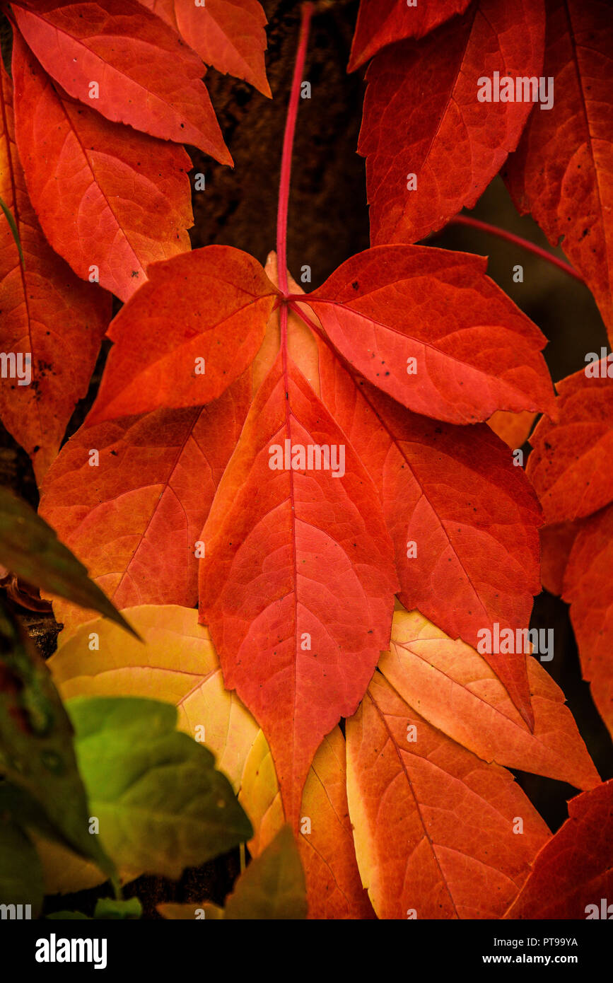 Autumn Leaves, Red and Yellow Stock Photo - Alamy