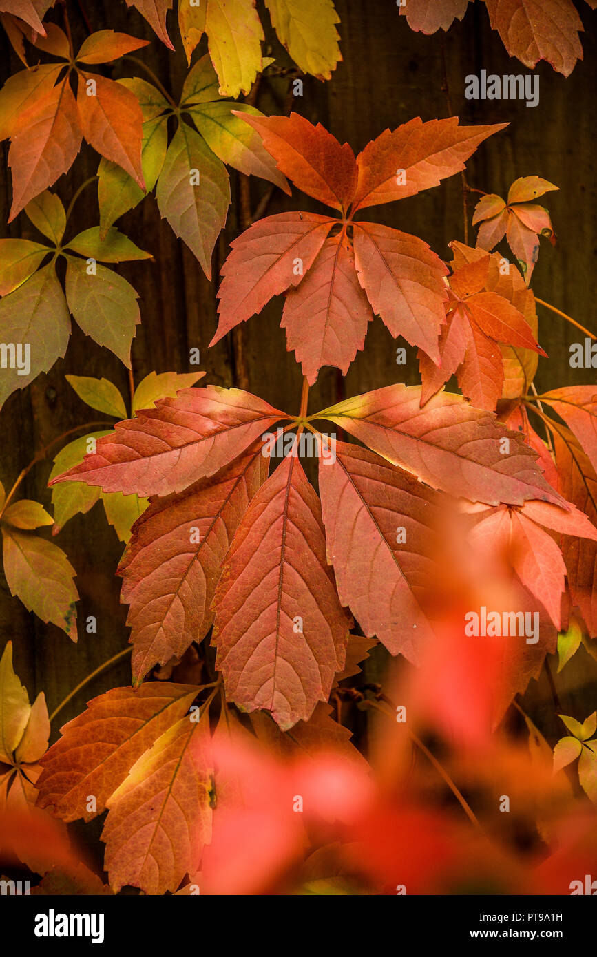 Autumn Leaves, Red and Yellow Stock Photo - Alamy