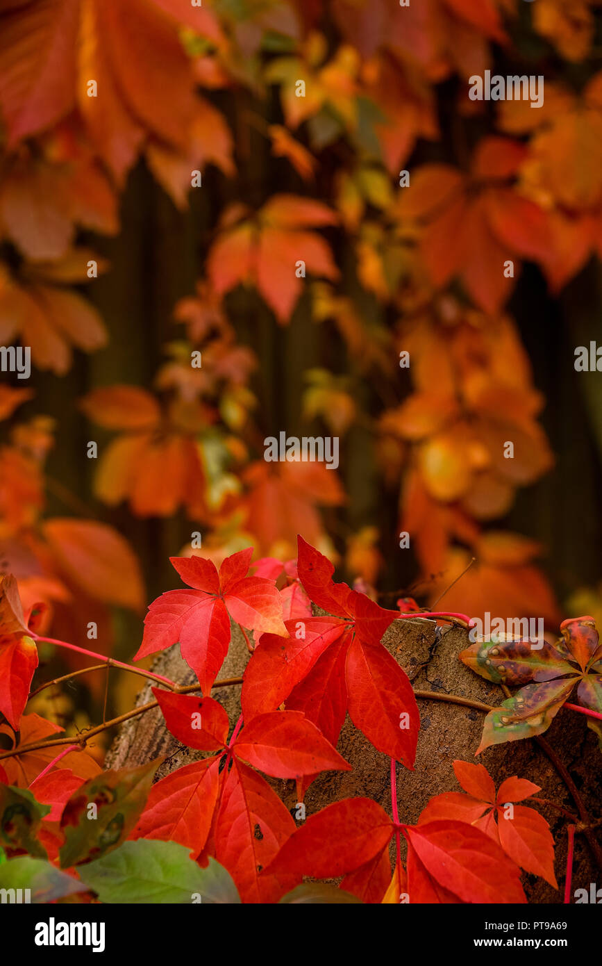 Autumn Leaves, Red and Yellow Stock Photo - Alamy