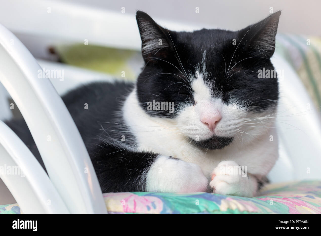 Close up portrait of cat sleeping Stock Photo - Alamy