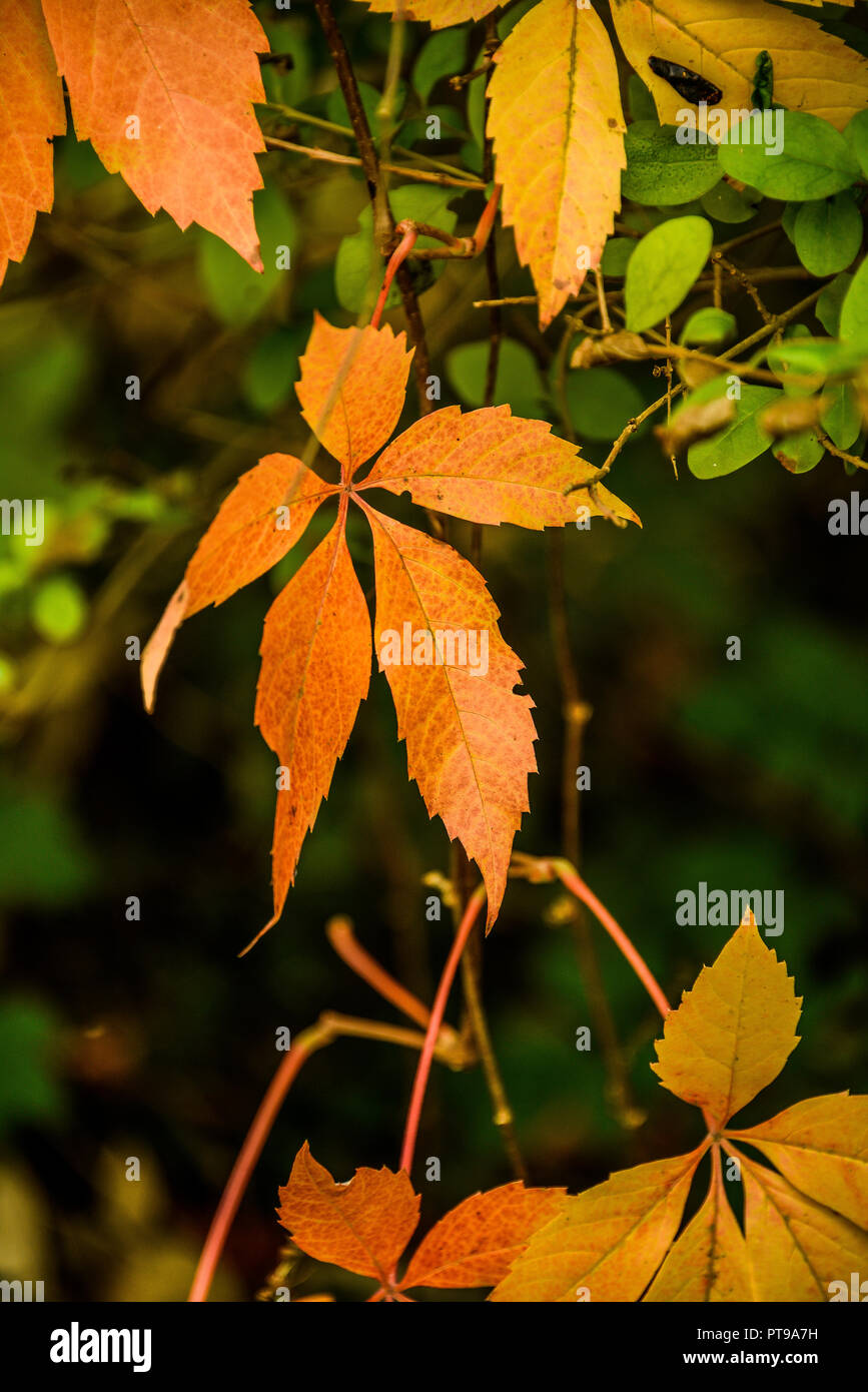 Autumn Leaves, Red and Yellow Stock Photo - Alamy