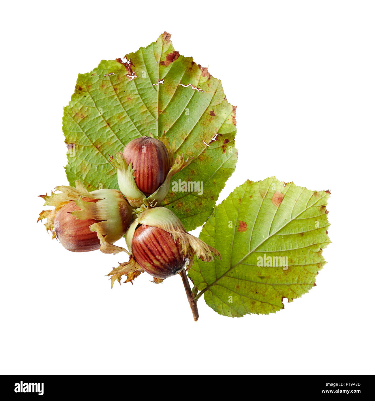 Unpeeled hazelnuts hi-res stock photography and images - Alamy
