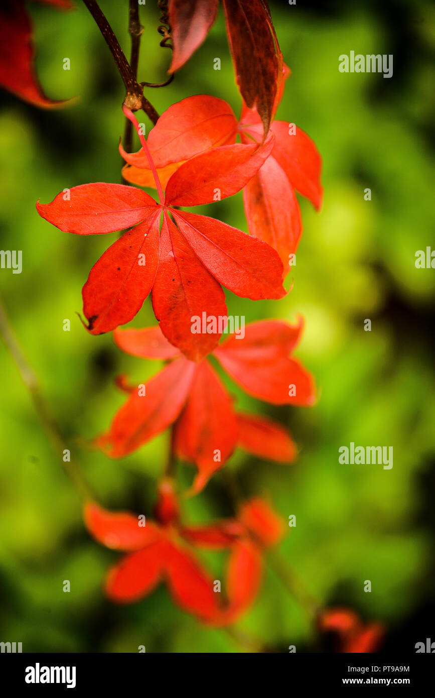 Autumn Leaves, Red and Yellow Stock Photo - Alamy
