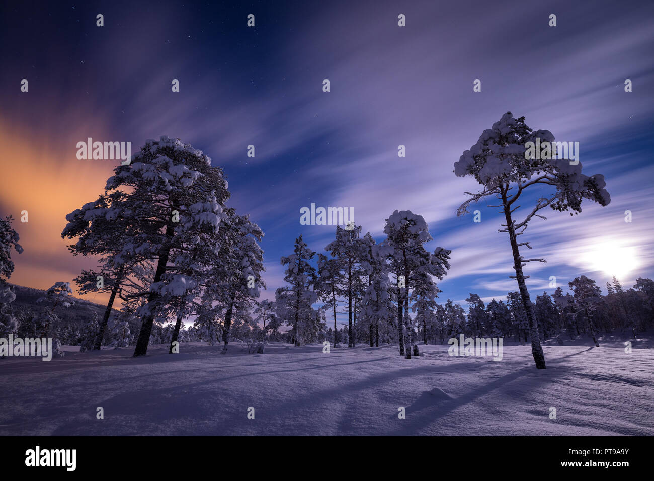 Landscape Photography Forest Night
