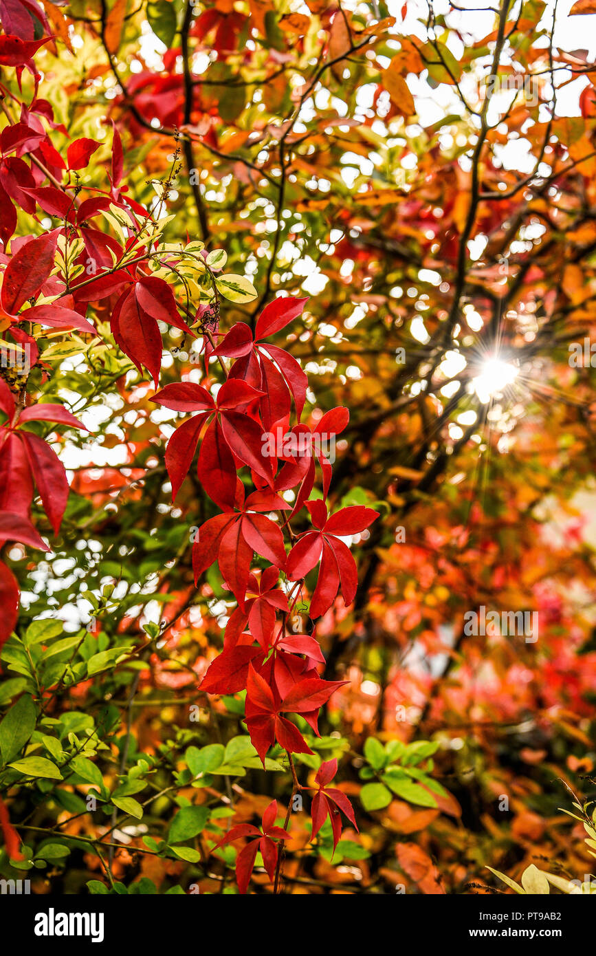 Autumn Leaves, Red and Yellow Stock Photo - Alamy