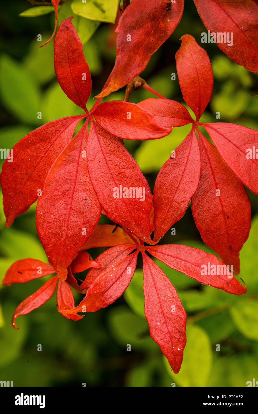 Autumn Leaves, Red and Yellow Stock Photo - Alamy