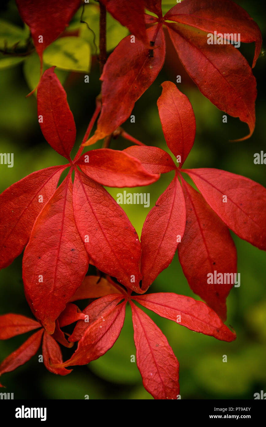 Autumn Leaves, Red and Yellow Stock Photo - Alamy
