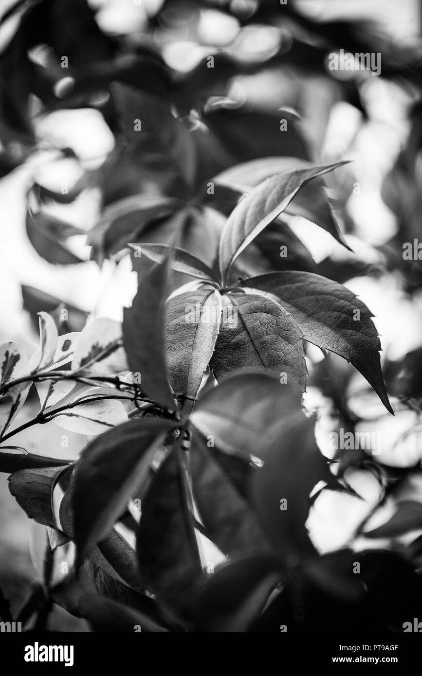 Tree trunk yellow leaves Black and White Stock Photos & Images - Alamy