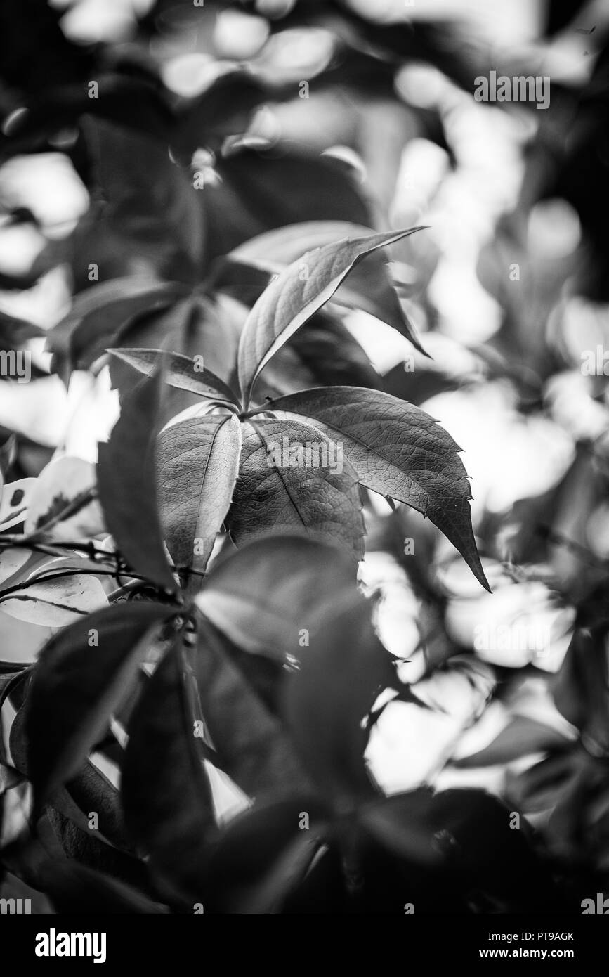 Tree trunk yellow leaves Black and White Stock Photos & Images - Alamy