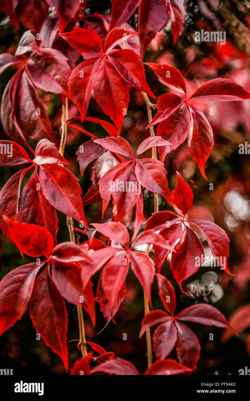 Autumn Leaves, Red and Yellow Stock Photo - Alamy