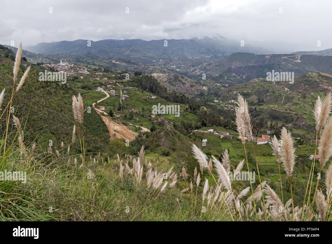 Pampas grass homes hi-res stock photography and images - Alamy