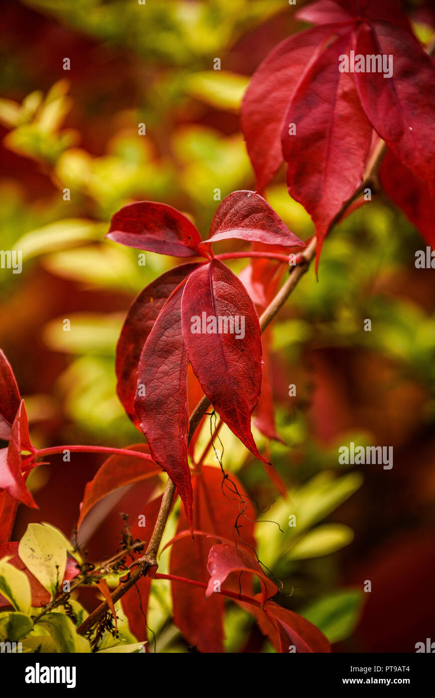 Autumn Leaves, Red and Yellow Stock Photo - Alamy
