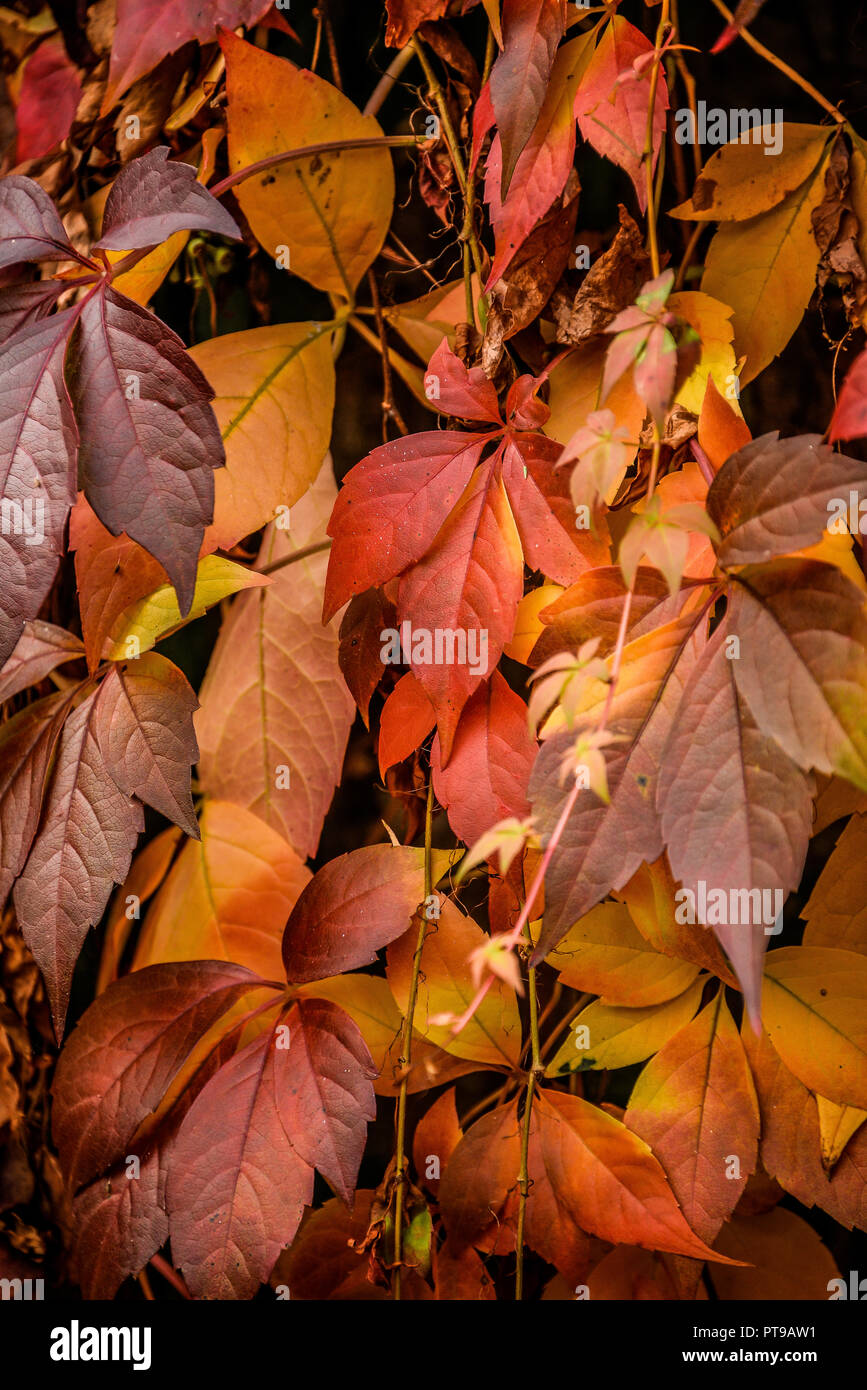 Autumn Leaves, Red and Yellow Stock Photo - Alamy