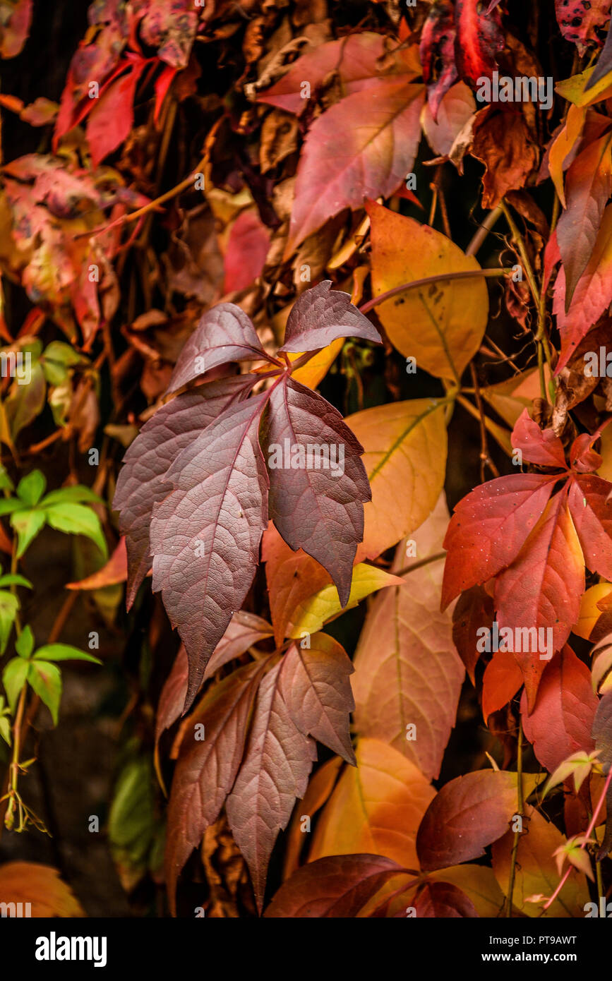 Autumn Leaves, Red and Yellow Stock Photo - Alamy