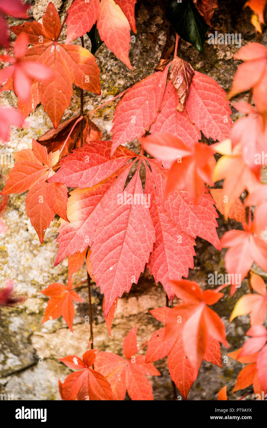 Autumn Leaves, Red and Yellow Stock Photo - Alamy