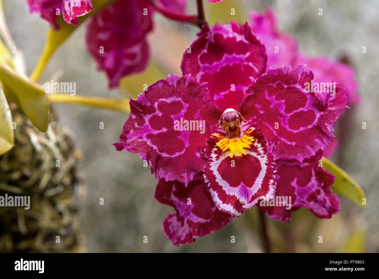 Gualaceo Ecuador High Resolution Stock Photography and Images - Alamy