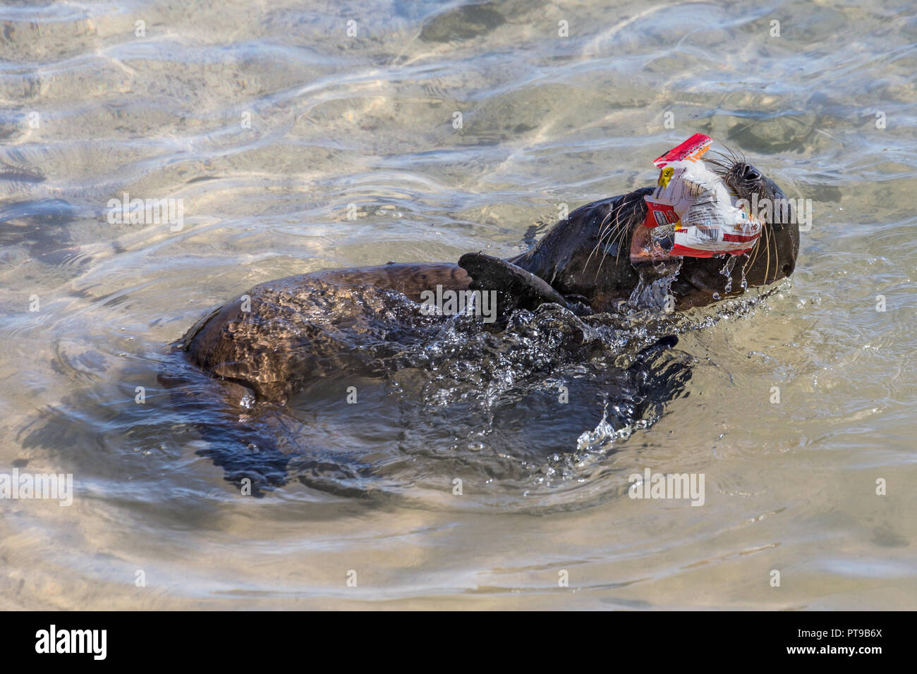 Sea lion & plastic wrapper pollution, promenade, Puerto Baquerizo ...