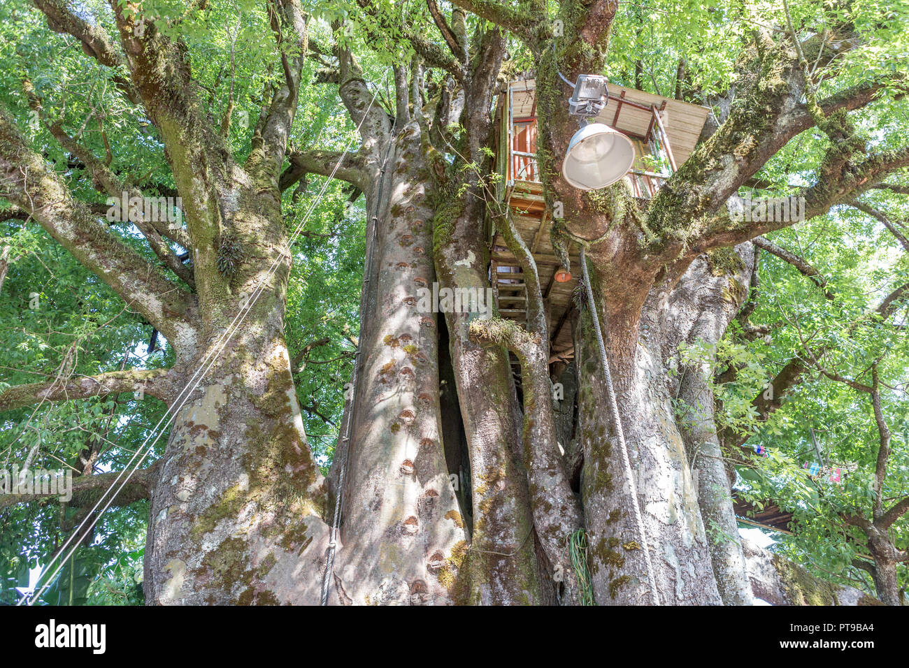 Ceibo tree hi-res stock photography and images - Alamy