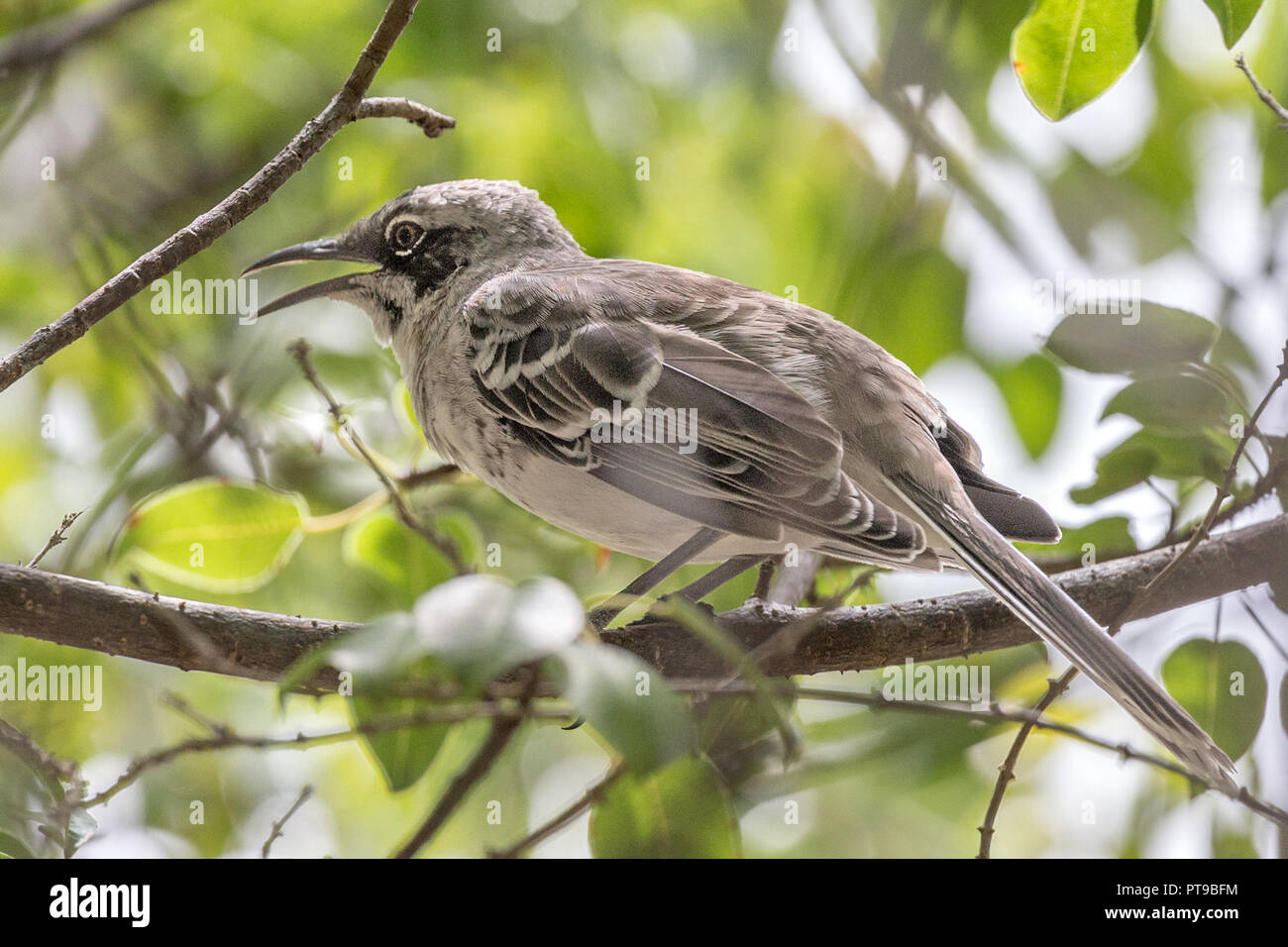 Mockingbird, singing, Mimus melanotis, in a tree, San Cristobal island ...