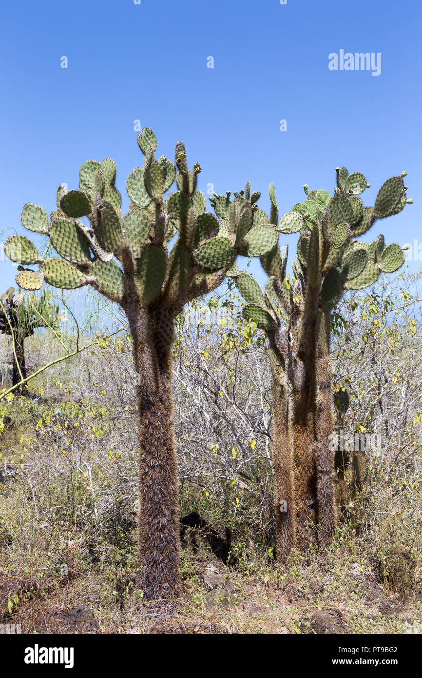 Cactus tree, Puerto Chino beach, San Cristobal Island, Galapagos Island ...