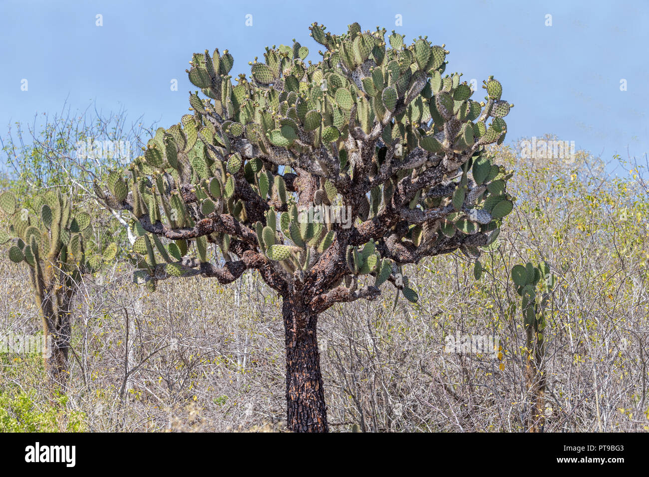 Cactus tree, Puerto Chino beach, San Cristobal Island, Galapagos Island ...