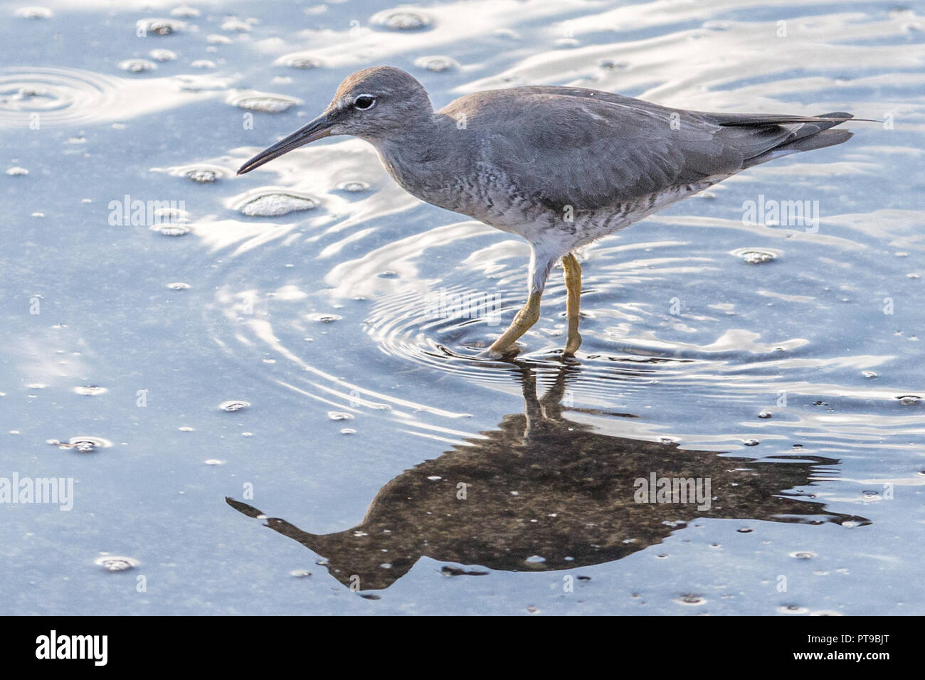 Wandering Tattler, Tringa incana, Puerto Baquerizo Moreno, San ...