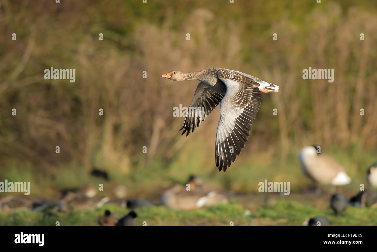 Side view close up of wild UK greylag goose (Anser anser) isolated in ...