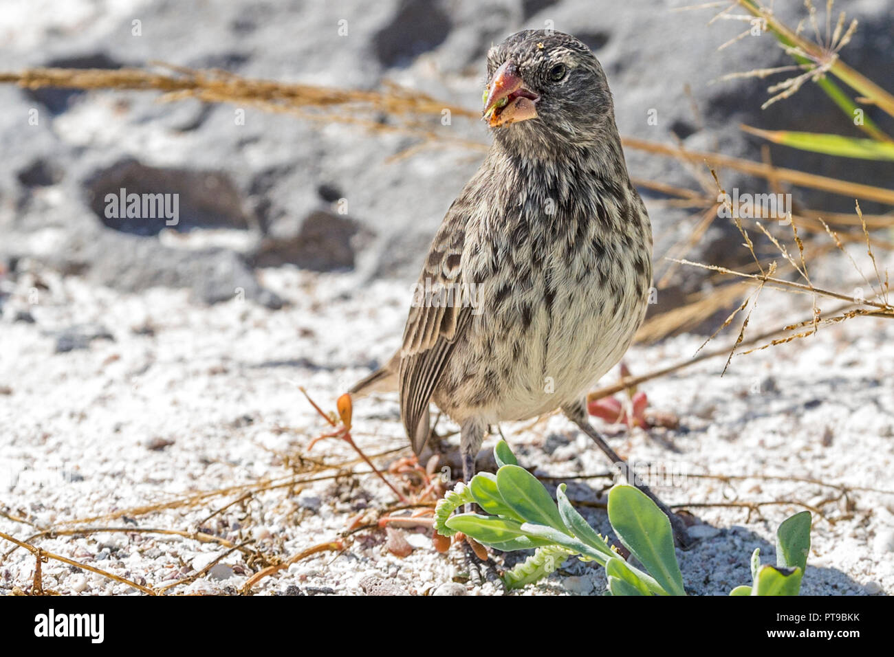 Female, Medium Ground-Finch, Darwin finch, Geospiza fortis, eating seed ...