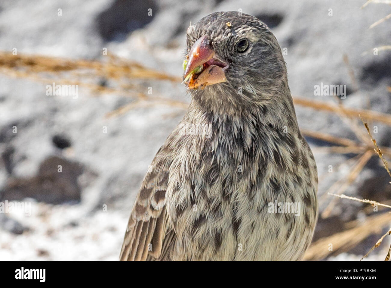 Female, Medium Ground-Finch, Darwin finch, Geospiza fortis, eating seed ...