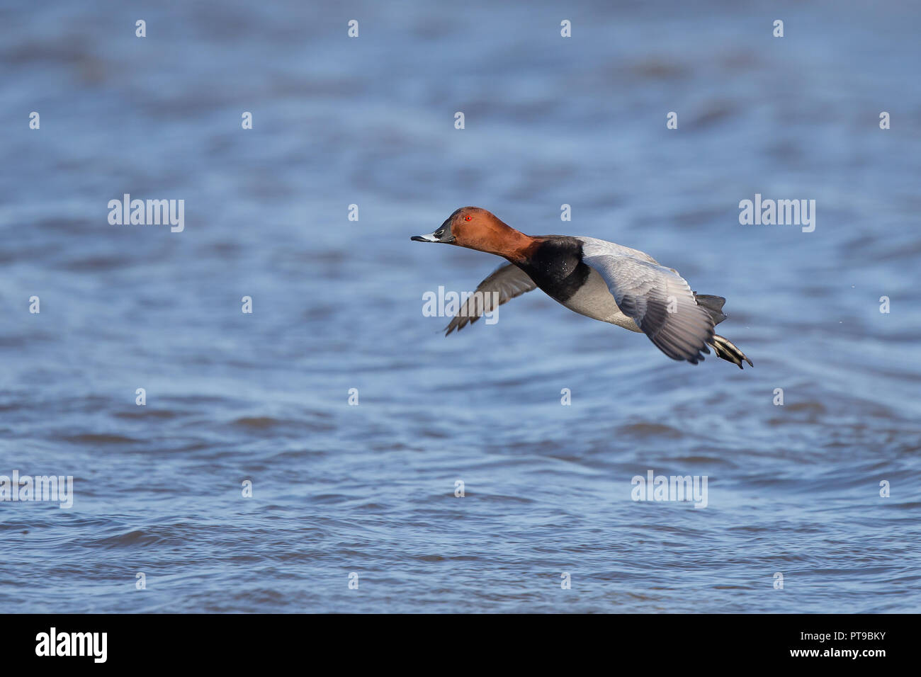 Wild UK common pochard duck (Aythya ferina) isolated in flight over ...