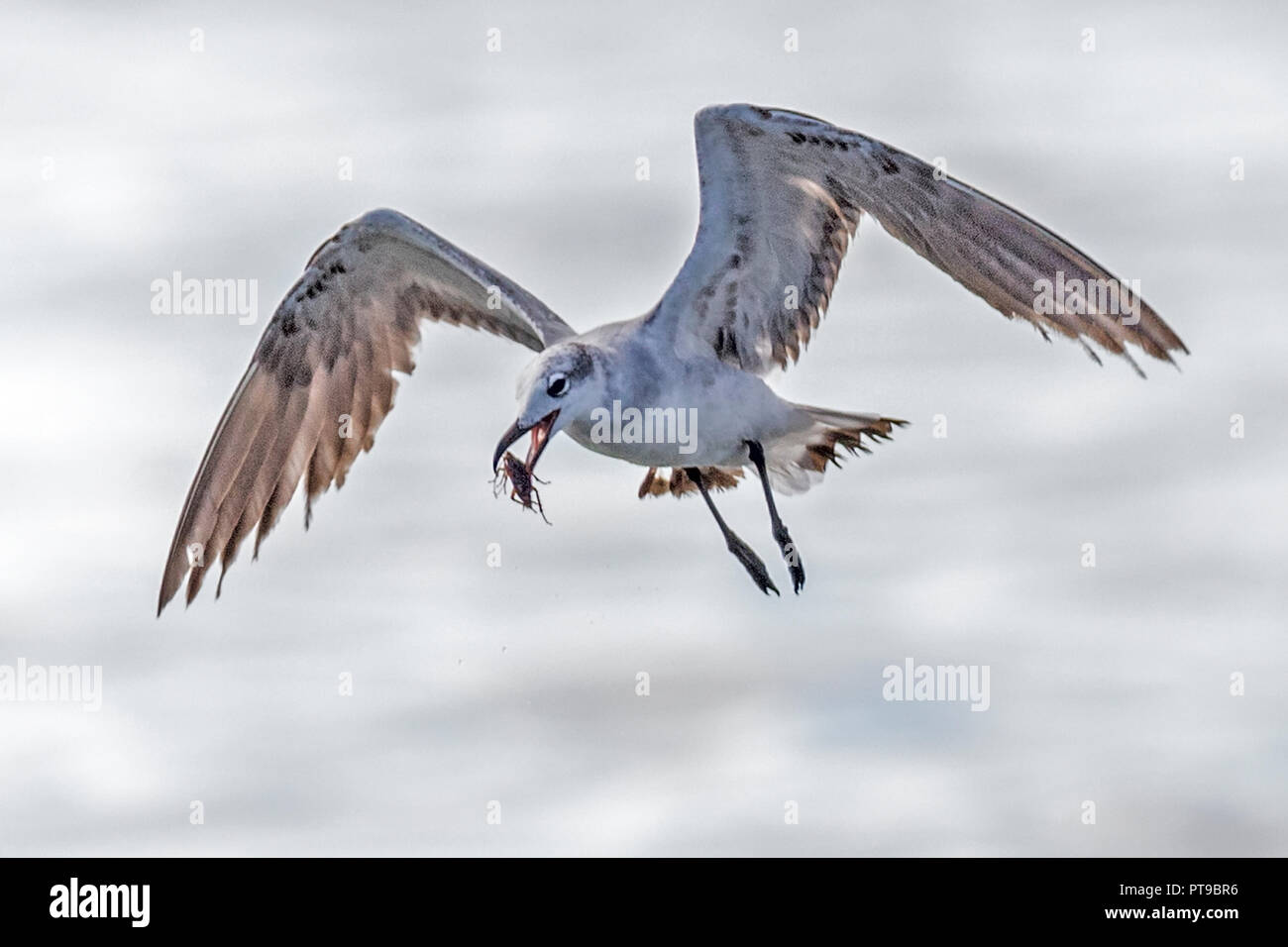 Immature Swallow-tailed Gull with insect in beak, Creagrus furcatus ...
